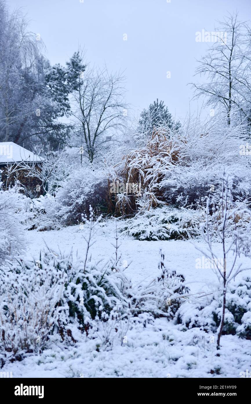Natural garden covered with snow on a cold January morning, white ...