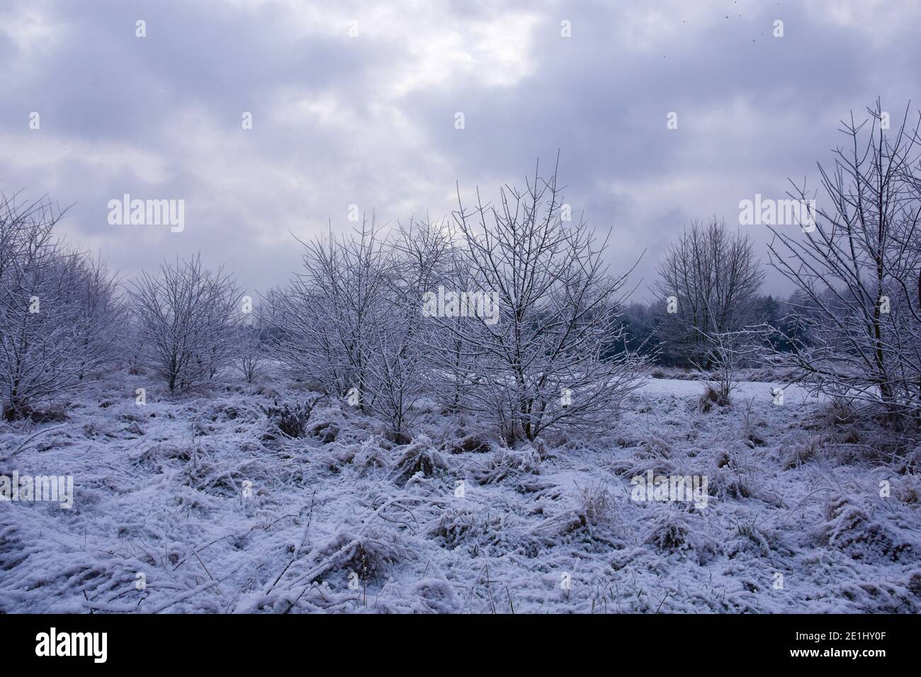 Natural garden covered with snow on a cold January morning, white ...