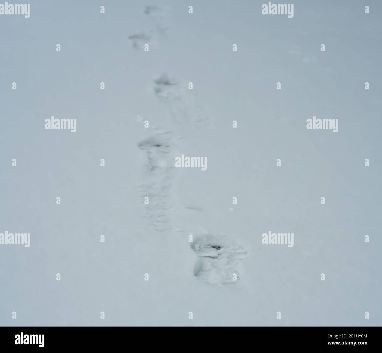 Footprints from a person in fresh new snow Stock Photo - Alamy