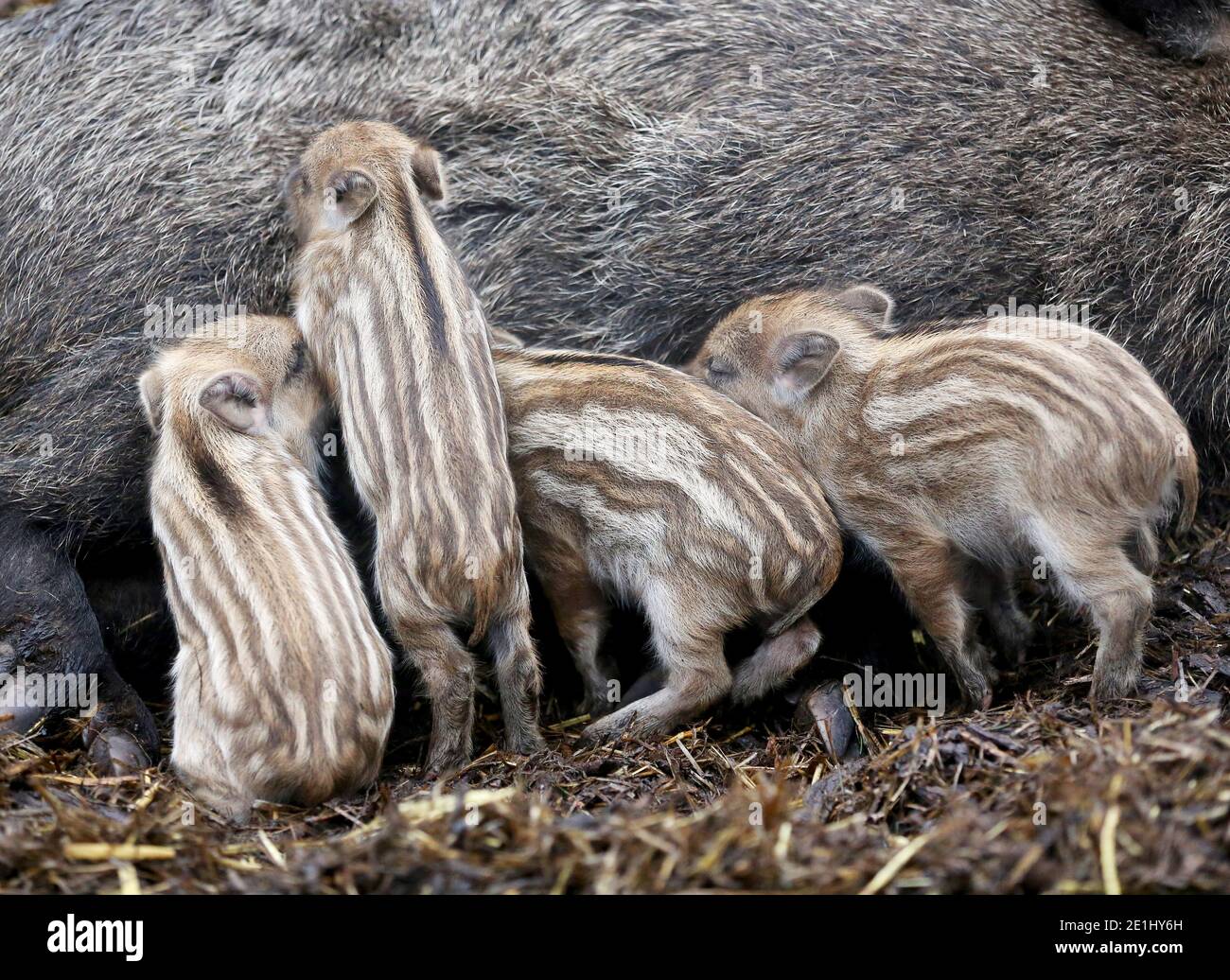 Piglets birth hi-res stock photography and images - Alamy