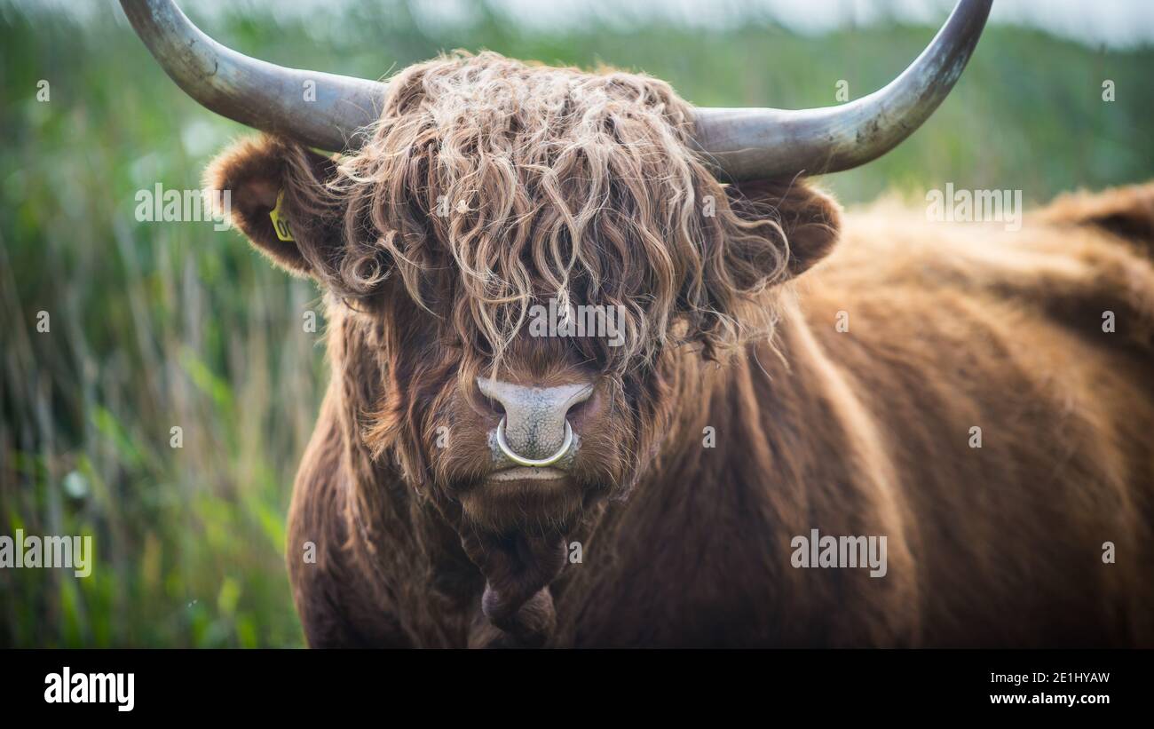 Wavy horns hi-res stock photography and images - Alamy
