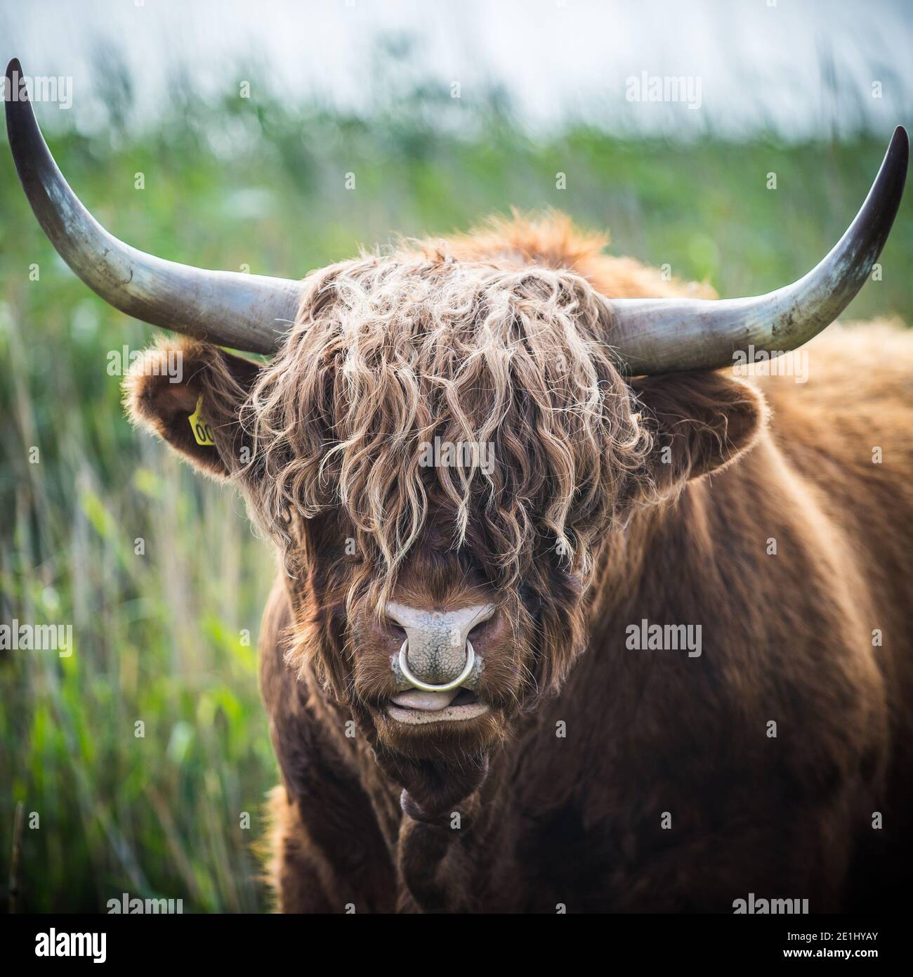 Fano, Denmark. 06th, July 2020. A highland bull with its characteristic ...