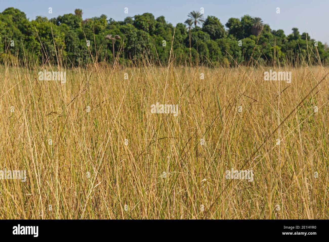 Closeup detail of grass plants growing in rural countryside hay field ...