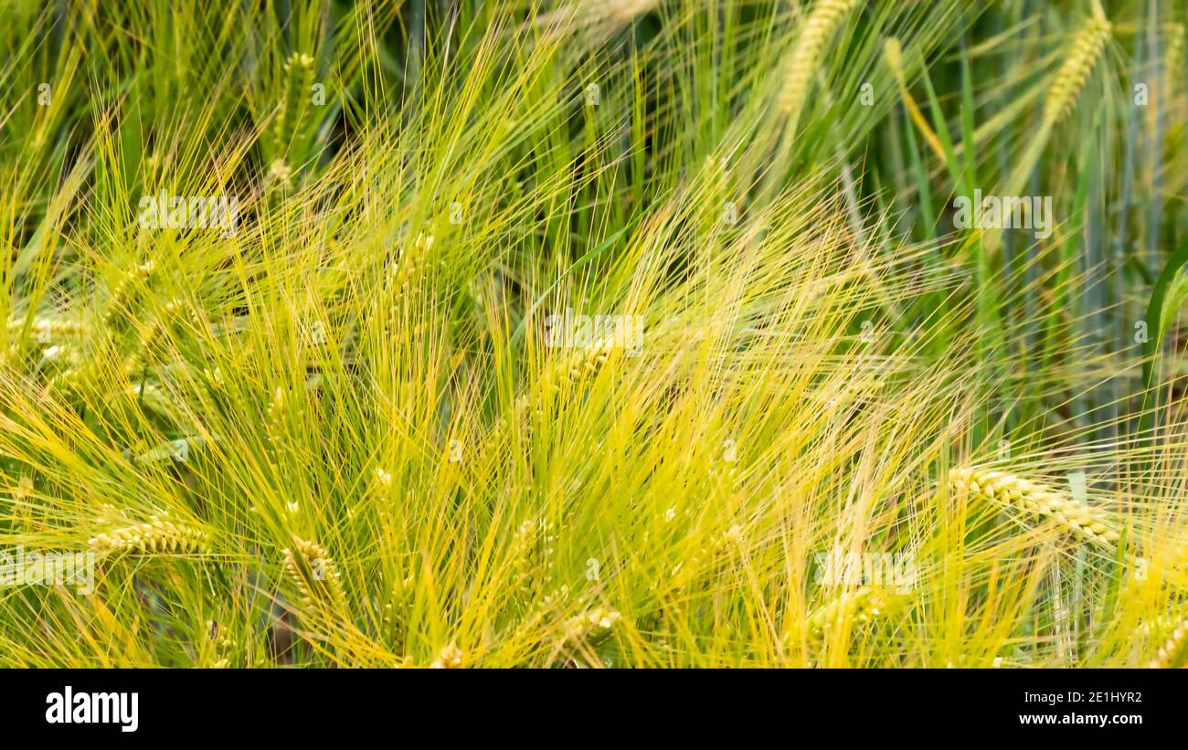 Wheat field bright colors hi-res stock photography and images - Alamy
