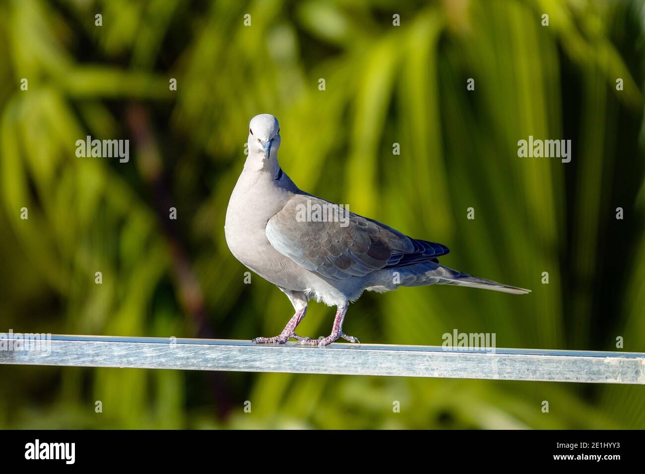 Dove with green background hi-res stock photography and images - Alamy