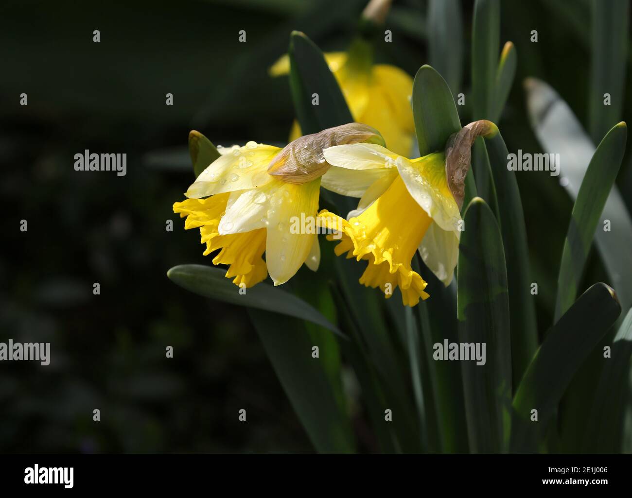 Yellow Daffodils with Rain drops Stock Photo - Alamy