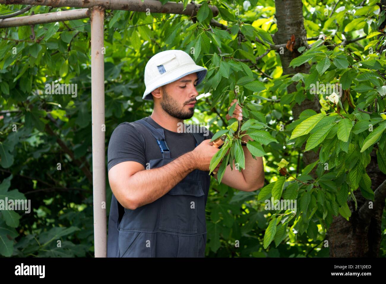 man garden cutting Stock Photo - Alamy