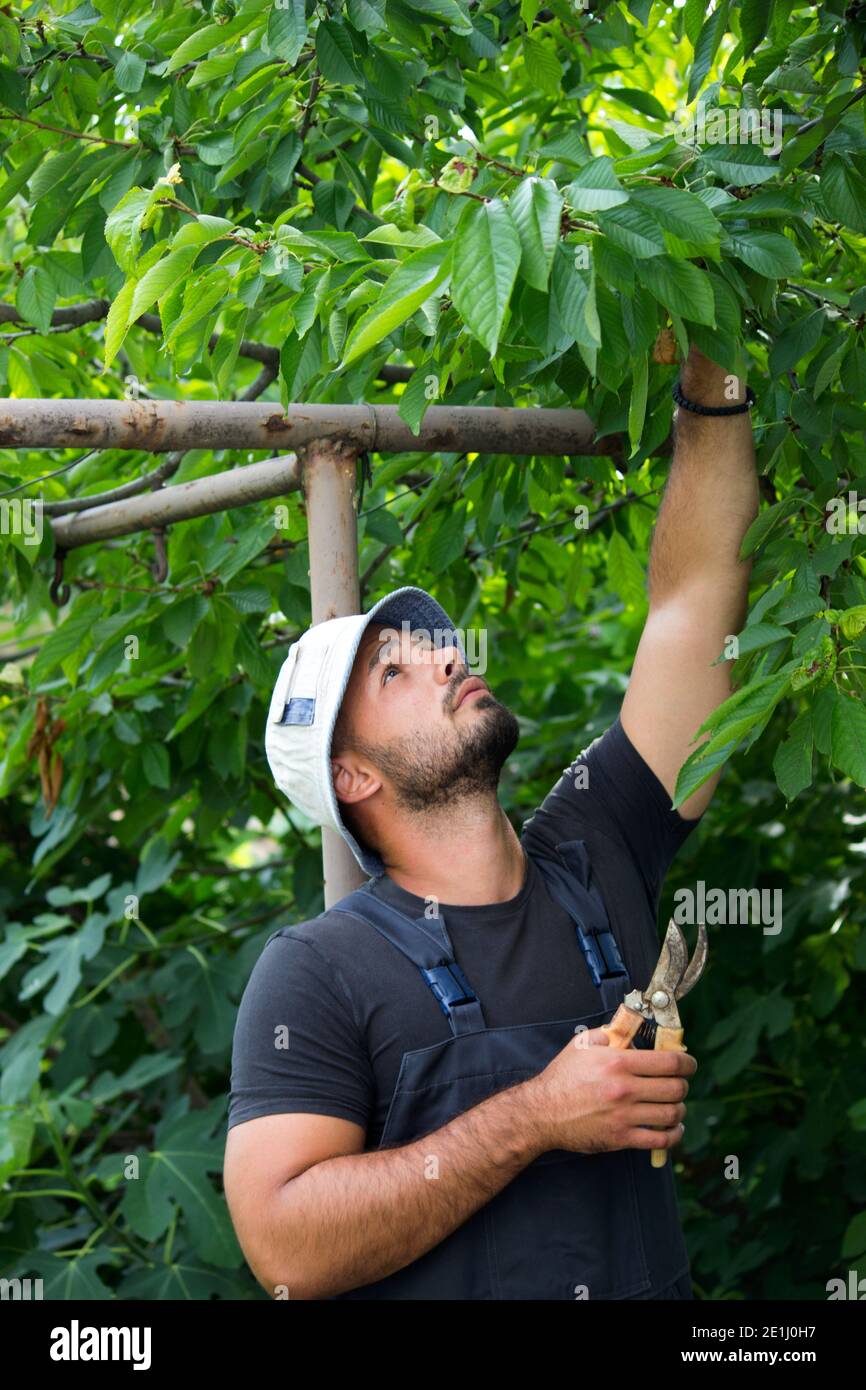 man garden cutting Stock Photo - Alamy
