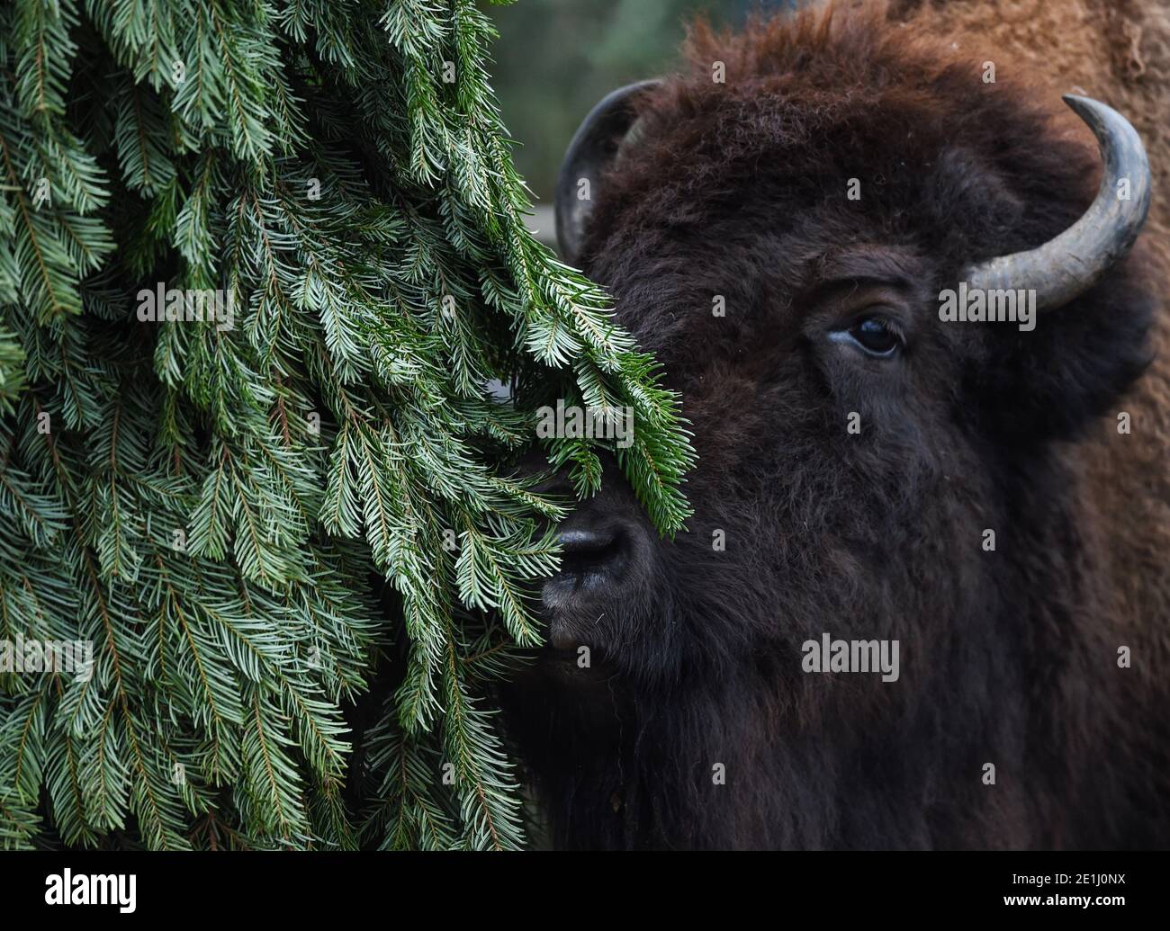 Berlin, Germany. 07th Jan, 2021. A bison nibbles on a Christmas tree ...