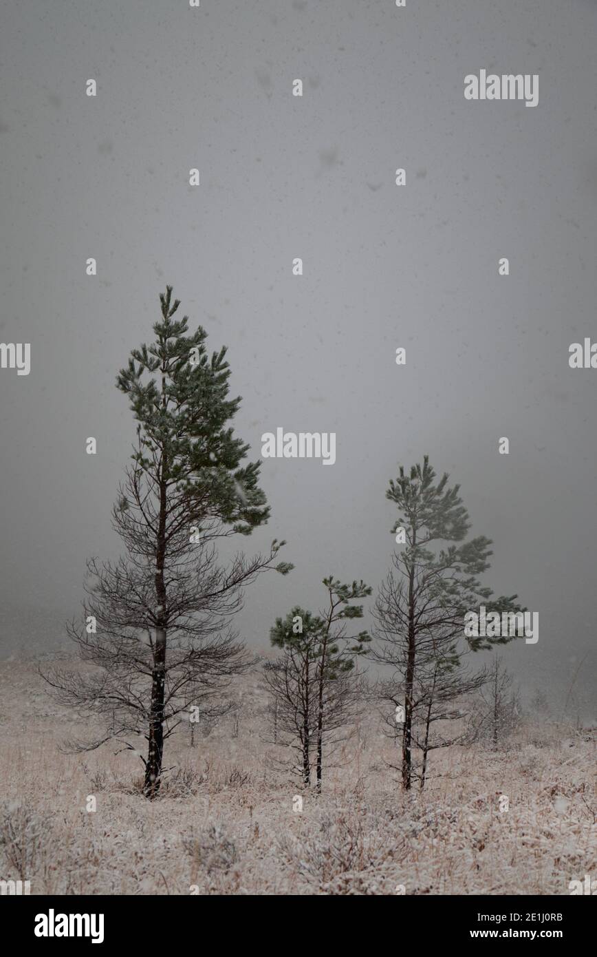 Weather beaten trees in snowy landscape Stock Photo - Alamy