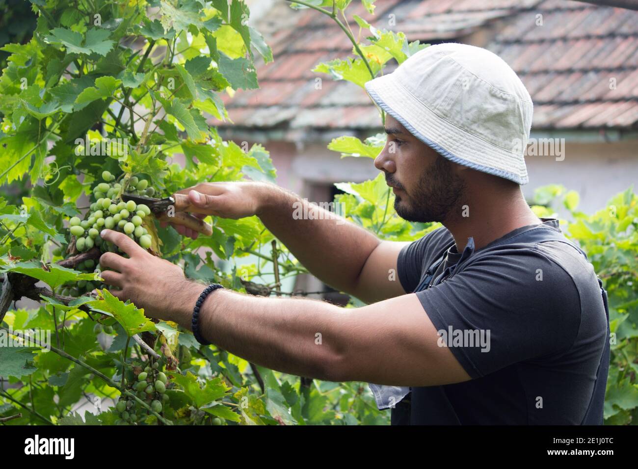 grapes man cropping Stock Photo - Alamy