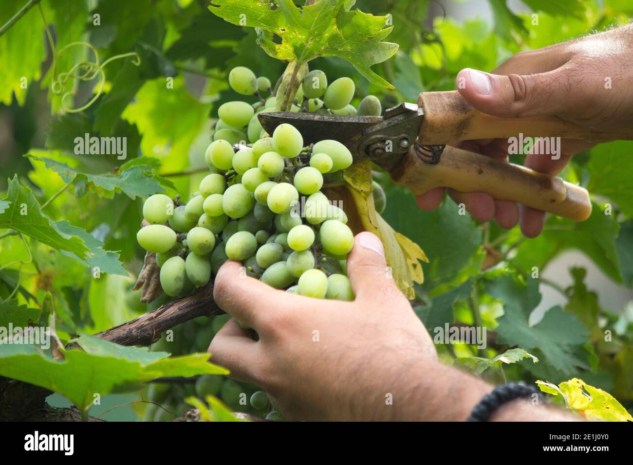 grapes man cropping Stock Photo - Alamy