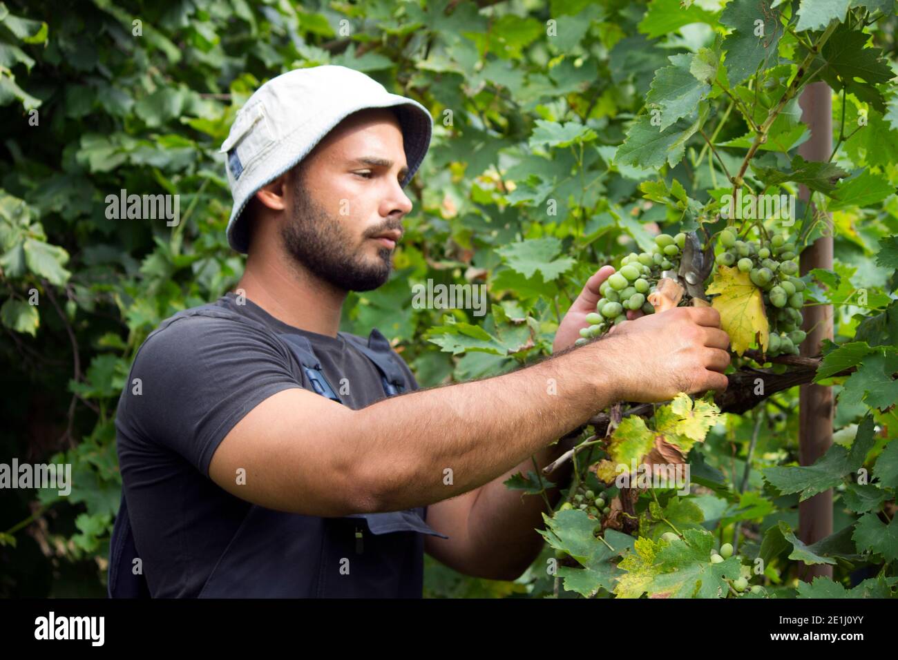 grapes man cropping Stock Photo - Alamy