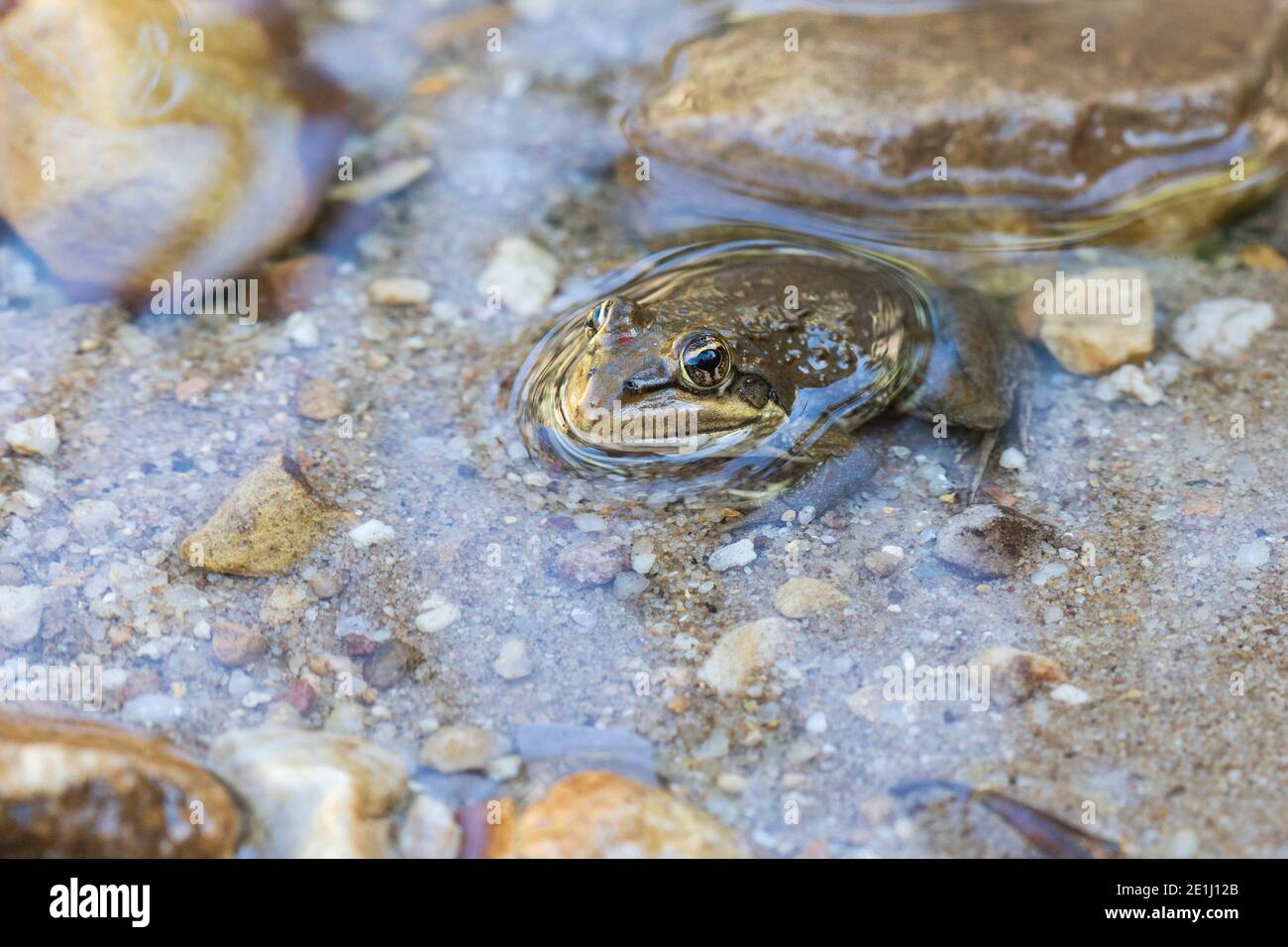 Cape river frog (Amietia fuscigula) sitting in the water with its upper ...