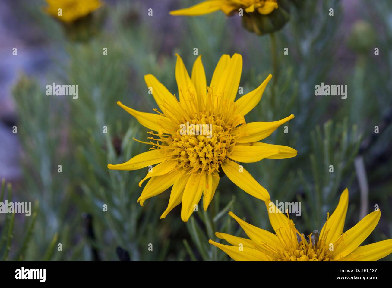 Closeup of the Heterolepis aliena is a rounded, densely leafy shrublet ...