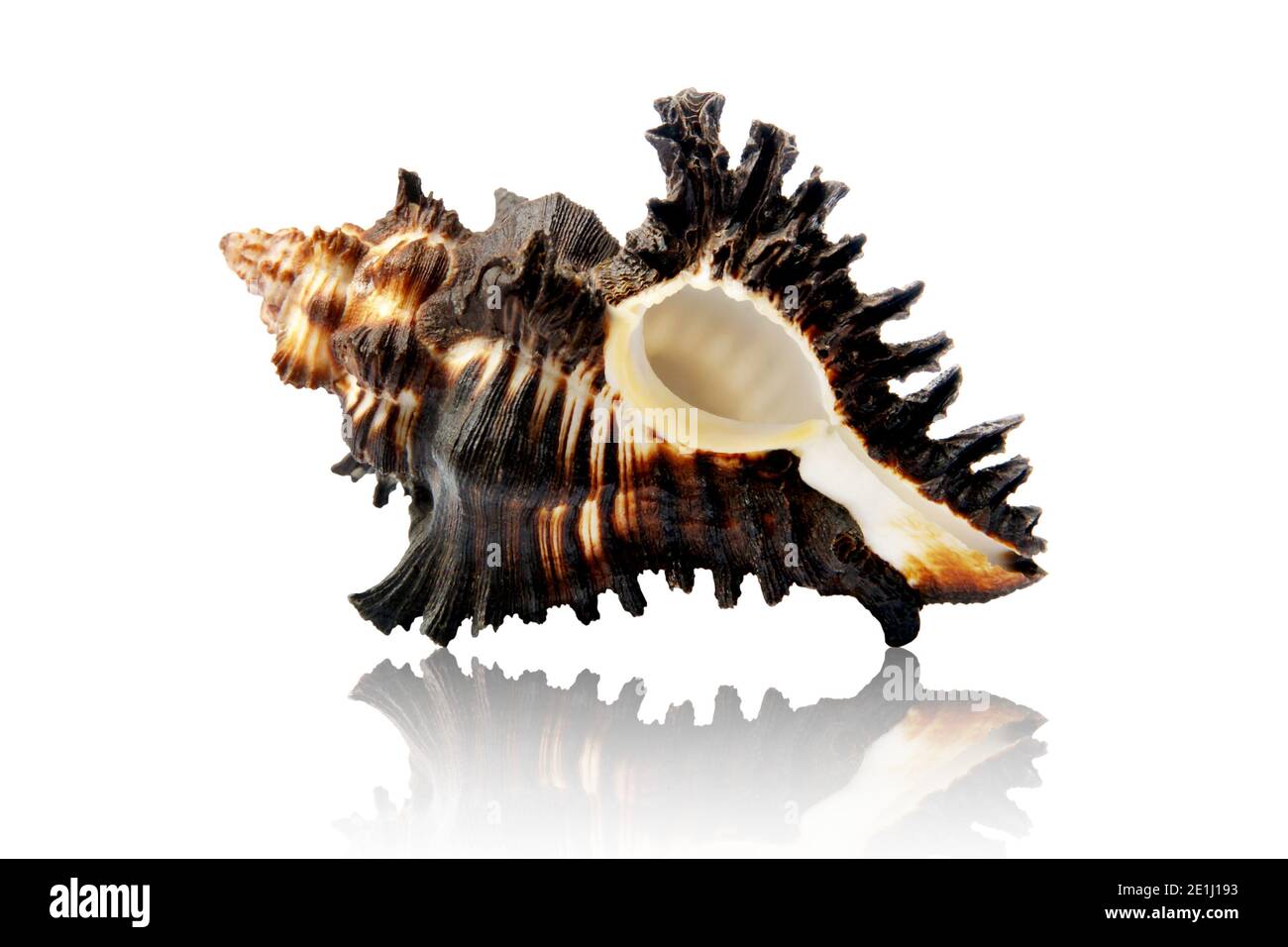 Black Murex Shell Isolated on White Background Stock Photo - Alamy