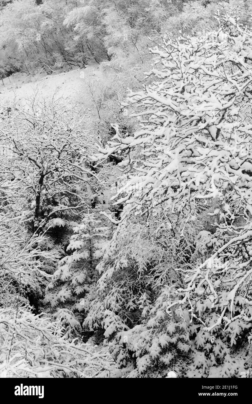 Snow covered trees britain Black and White Stock Photos & Images - Alamy