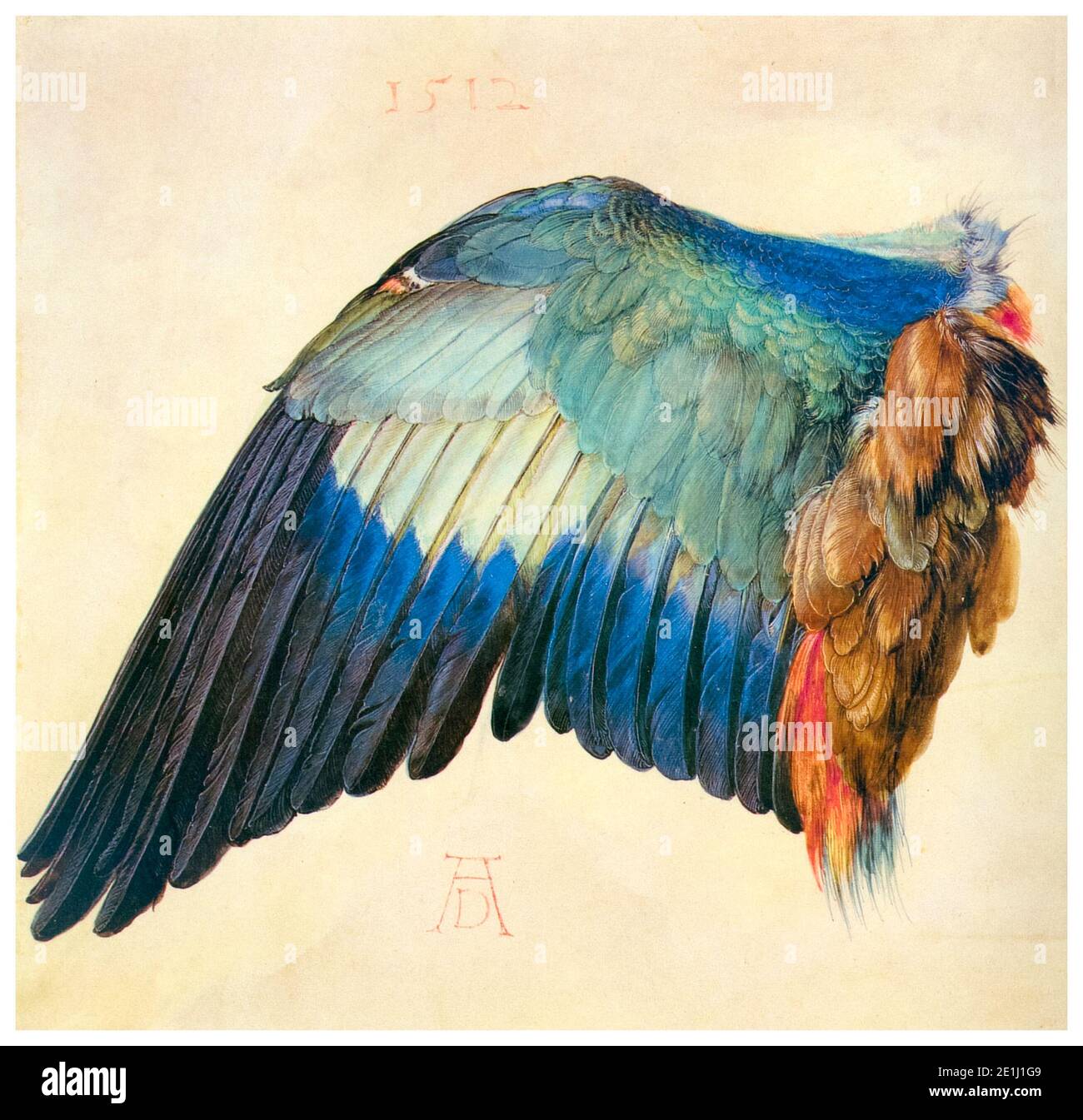 Bird Wing Anatomy Underside