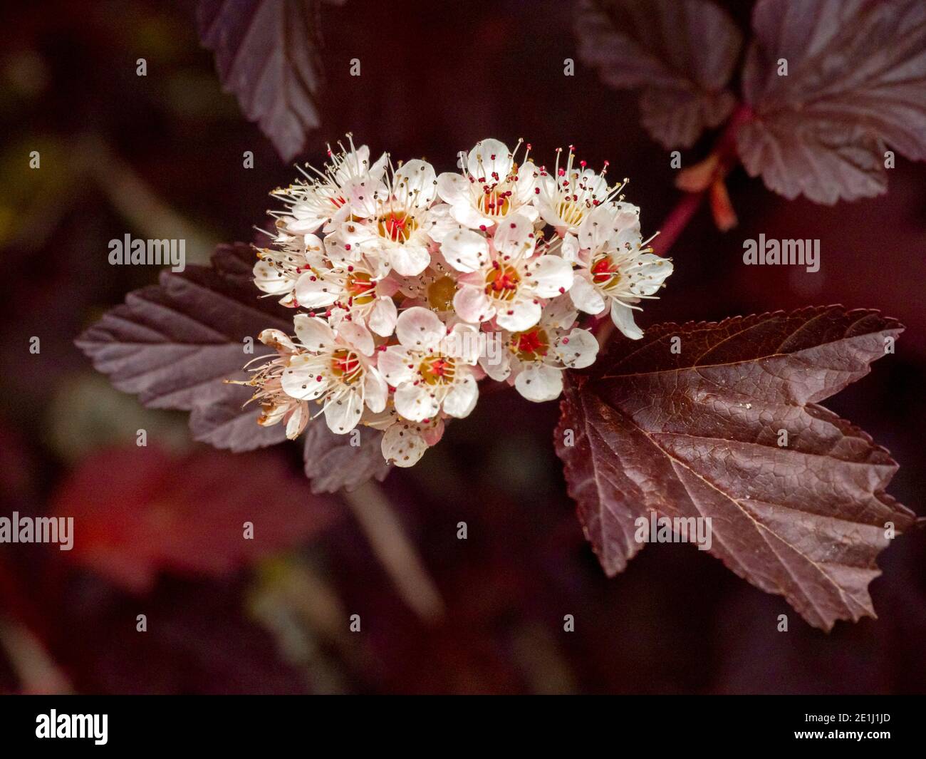 Pretty white blossom and dark leaves of a ninebark shrub, Physocarpus ...