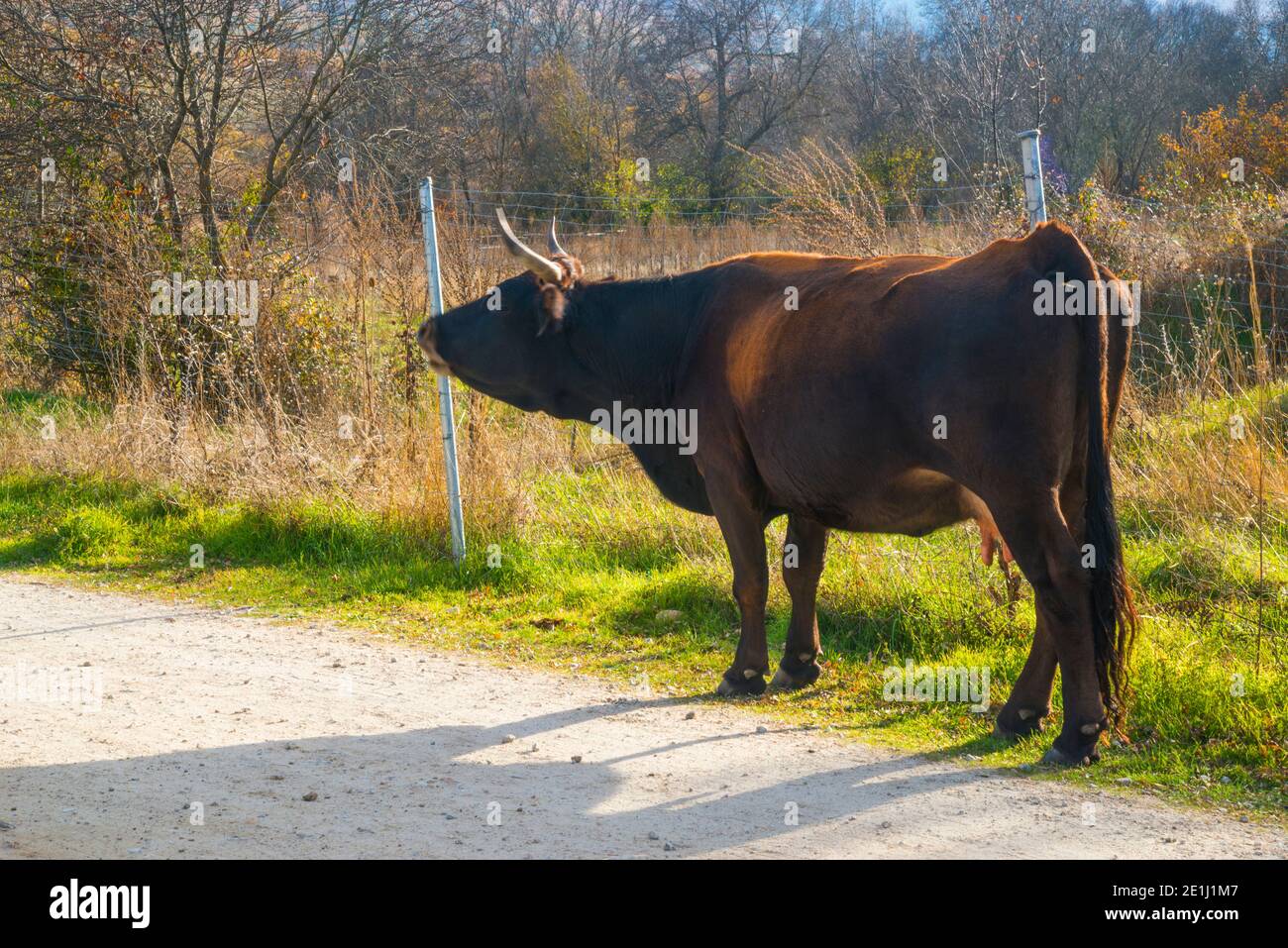 Mooing hi-res stock photography and images - Alamy