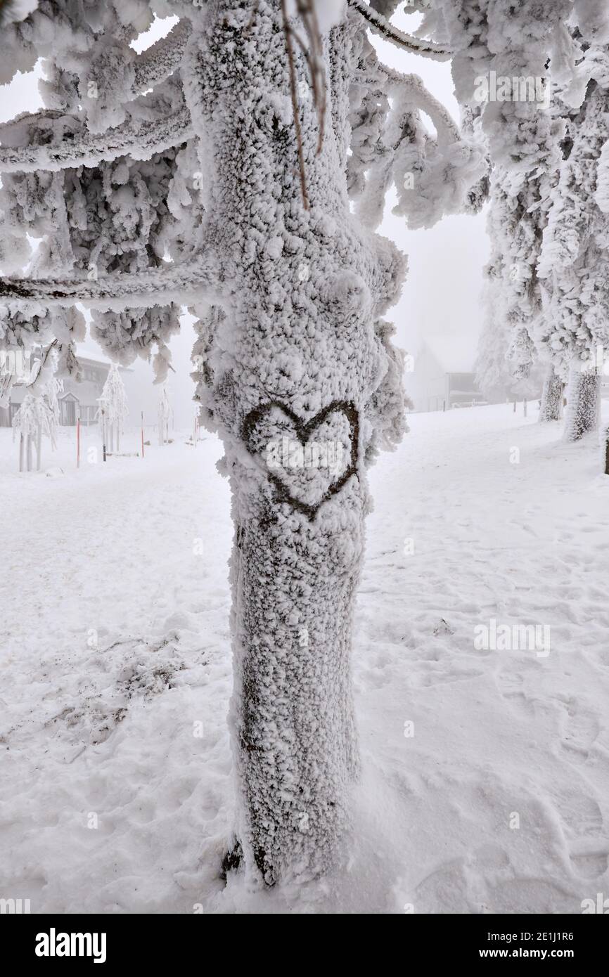 Heart Sign On Snow Covered Tree In Winter With Freezing Cold