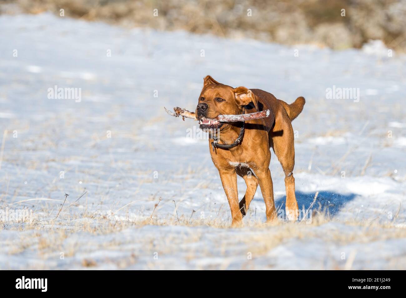 Hund schnee rennen hi-res stock photography and images - Alamy