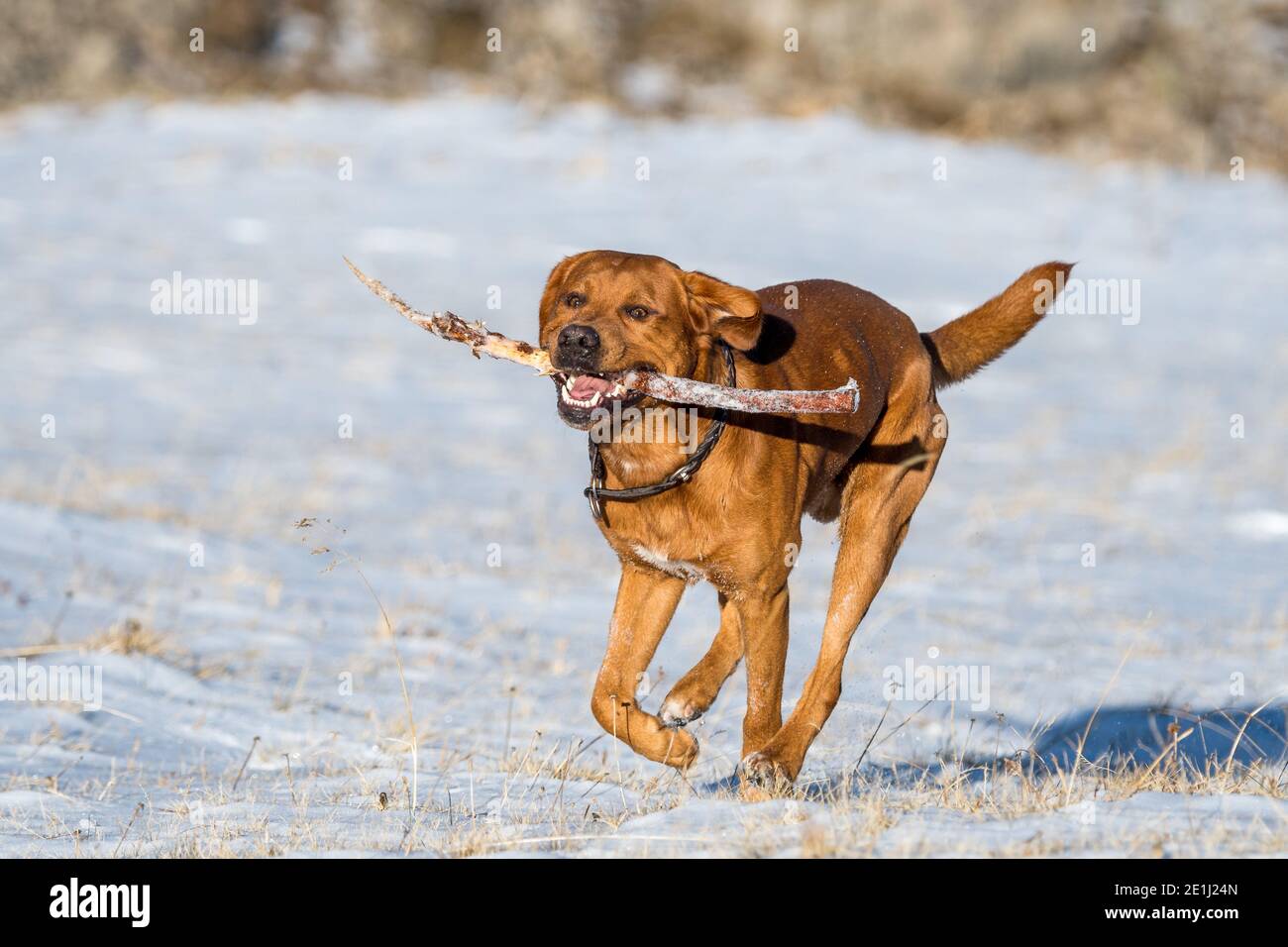 Hund schnee rennen hi-res stock photography and images - Alamy
