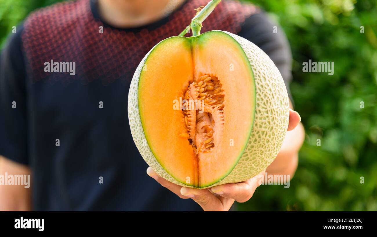 The man show split the orange melon in the hand Stock Photo - Alamy
