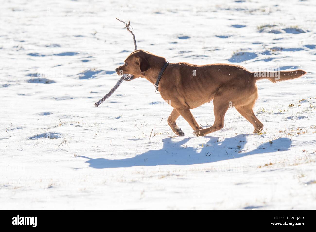 beautiful brown labrador retriever playing with stick in snow Stock ...
