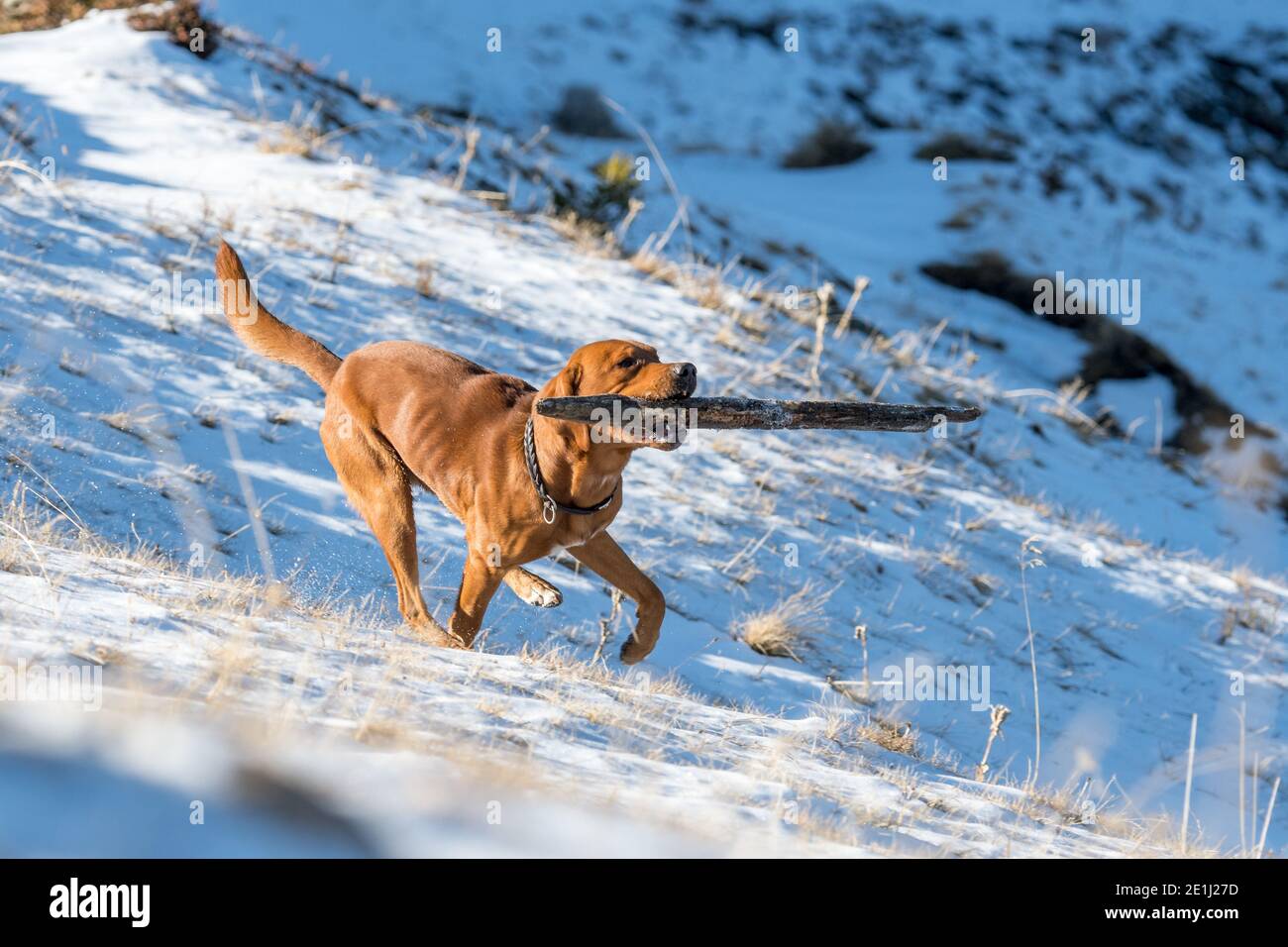 beautiful brown labrador retriever playing with stick in snow Stock ...