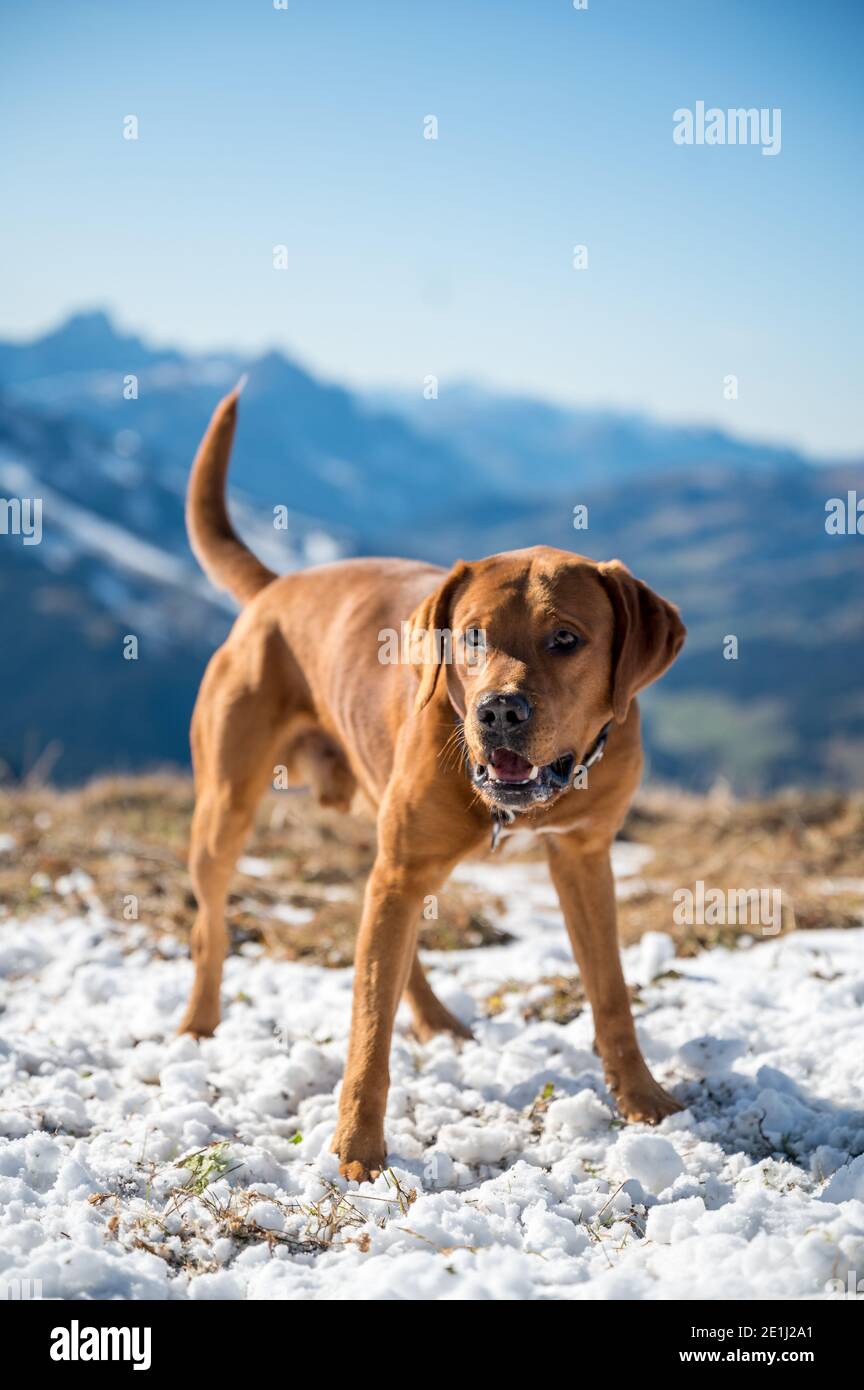 brown labrador retriever on Fromattgrat in Diemtigtal in early winter ...