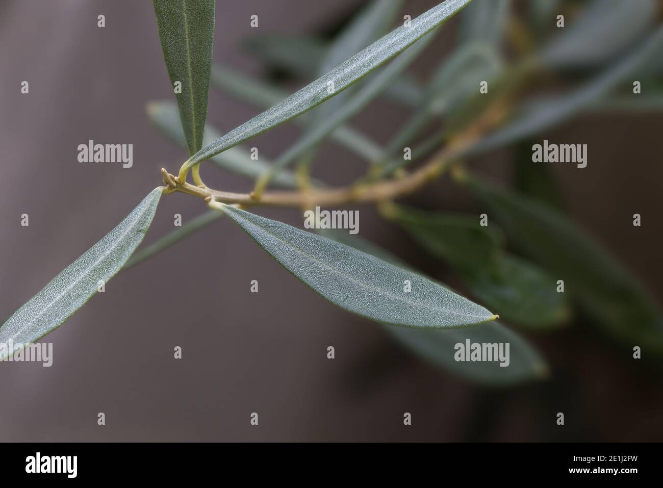 Olive tree garden hi-res stock photography and images - Alamy