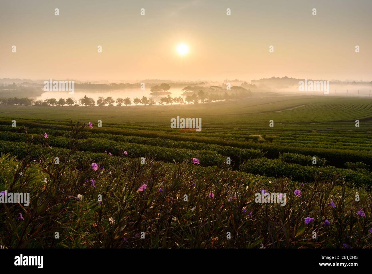 The scenery of morning sunrise over a tea plantation with a beautiful ...