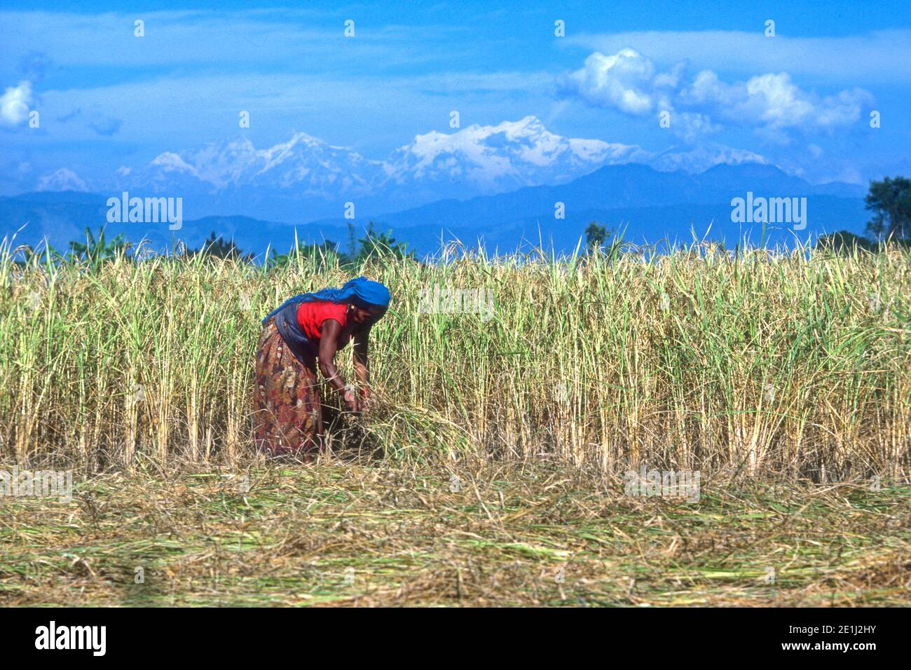 Nepali woman harvesting rice in Terai with Himalayan escarpment in ...