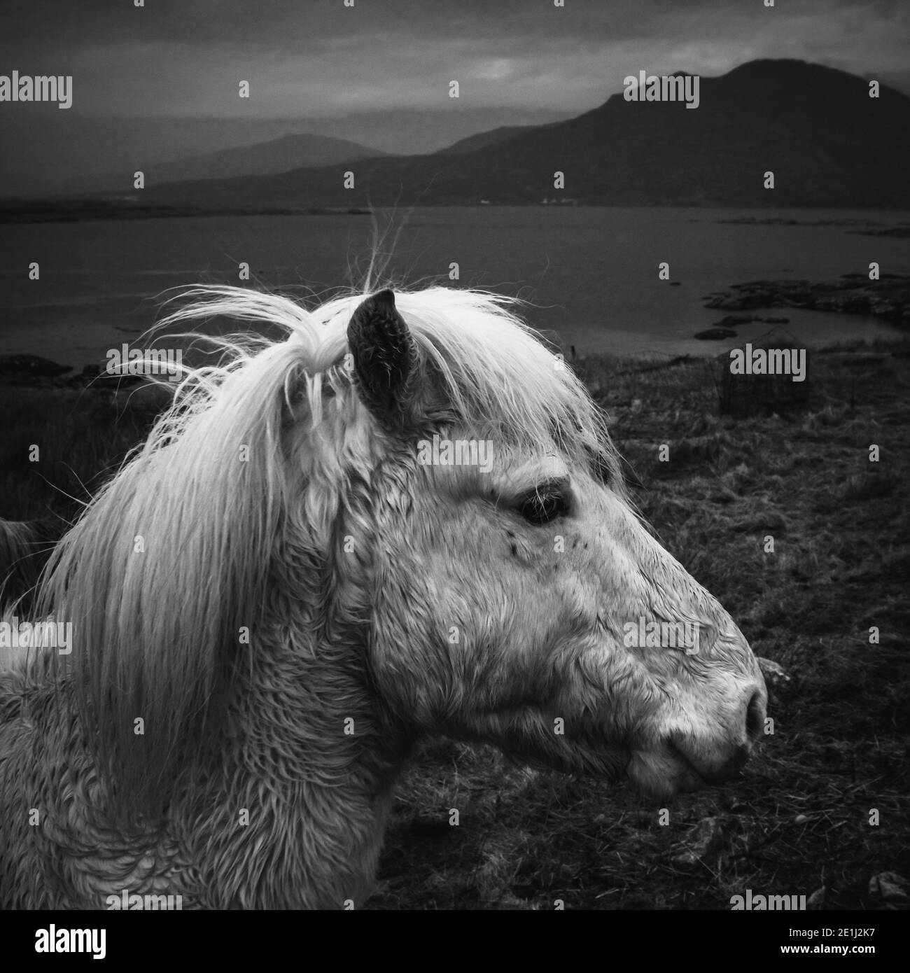 Eriskay Pony, rare breed horse of Scotland, Isle of Eriskay, Outer ...
