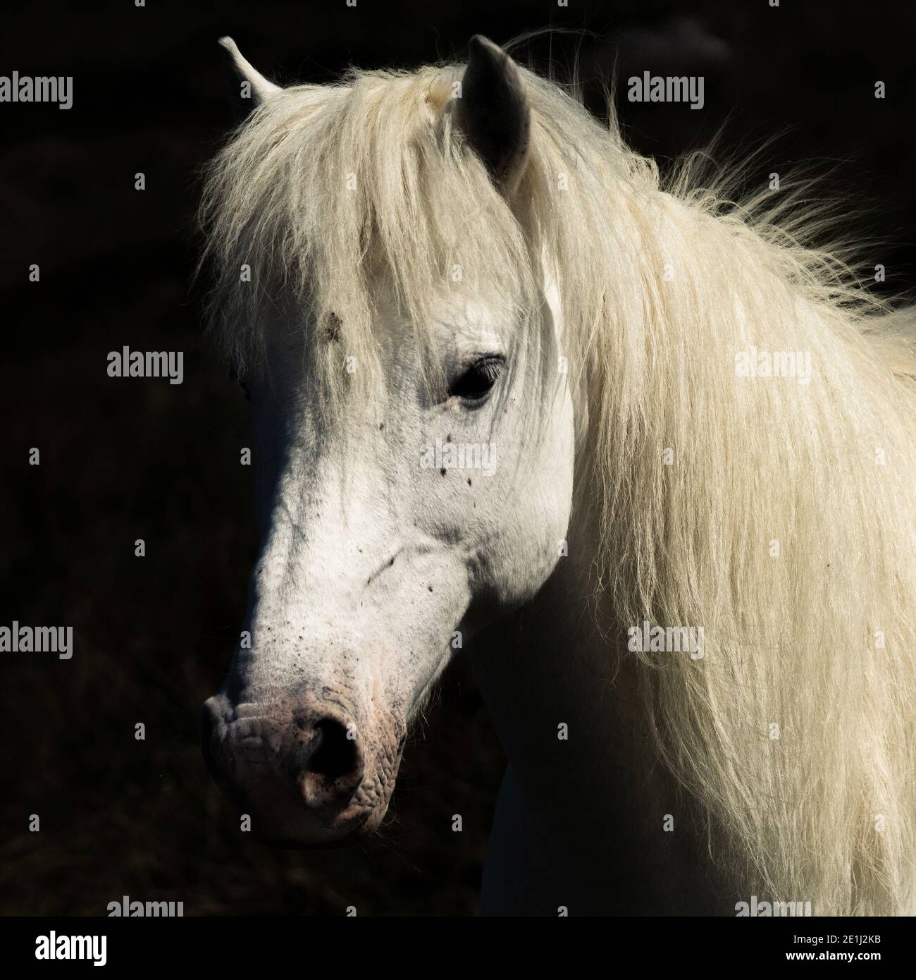 Eriskay Pony, rare breed horse of Scotland, Isle of Eriskay, Outer ...