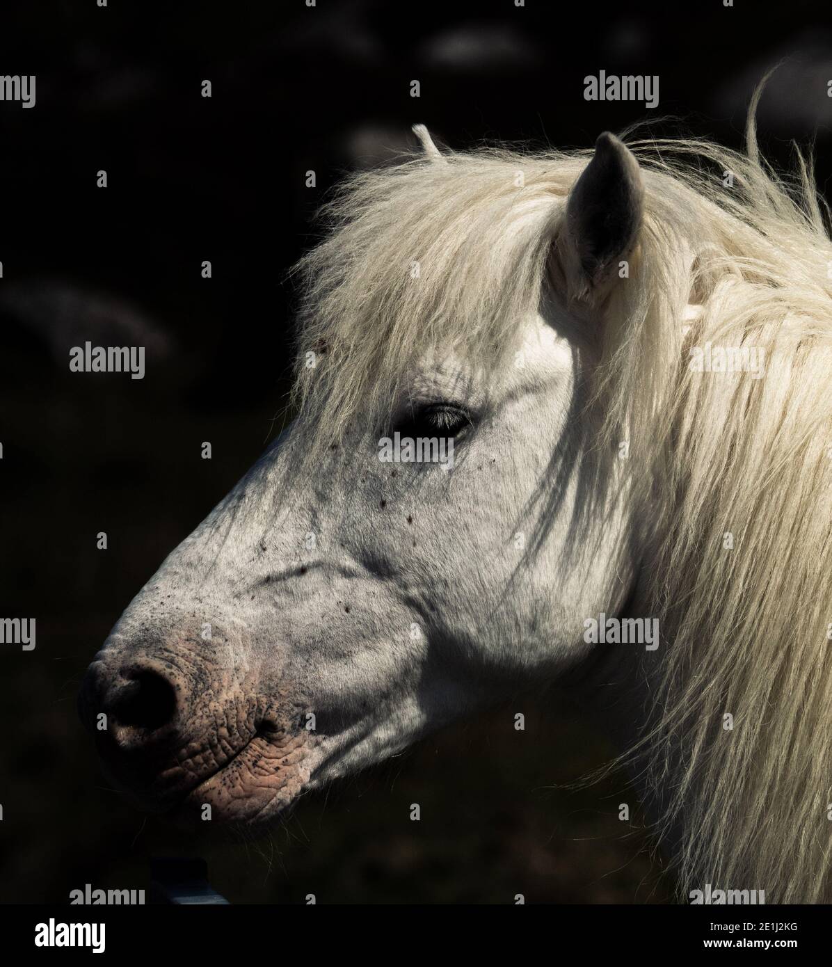 Eriskay Pony, rare breed horse of Scotland, Isle of Eriskay, Outer ...
