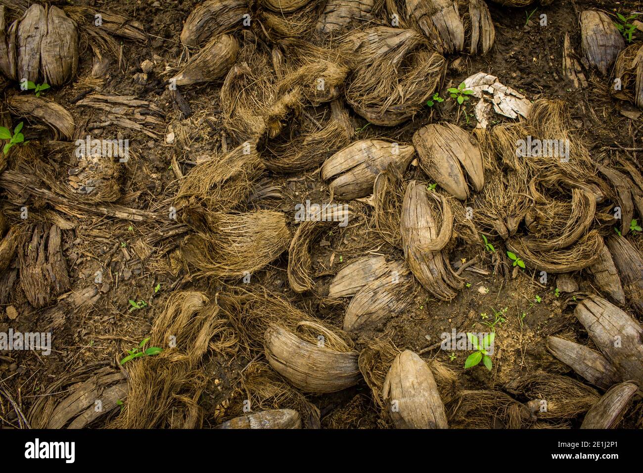 View of the dried outer layer of the coconuts. Peeled skin of coconuts ...