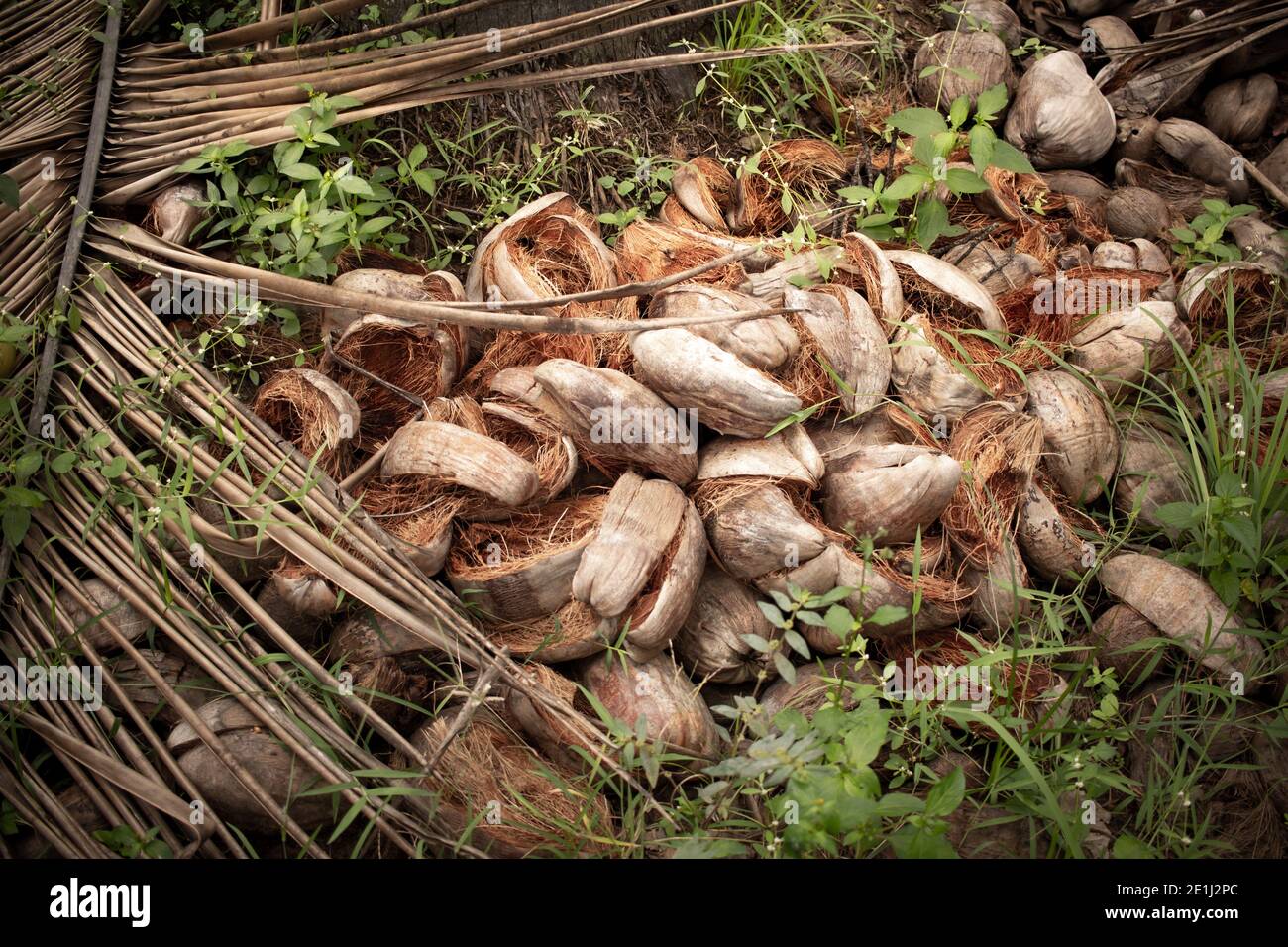 View of the dried outer layer of the coconuts. Peeled skin of coconuts ...