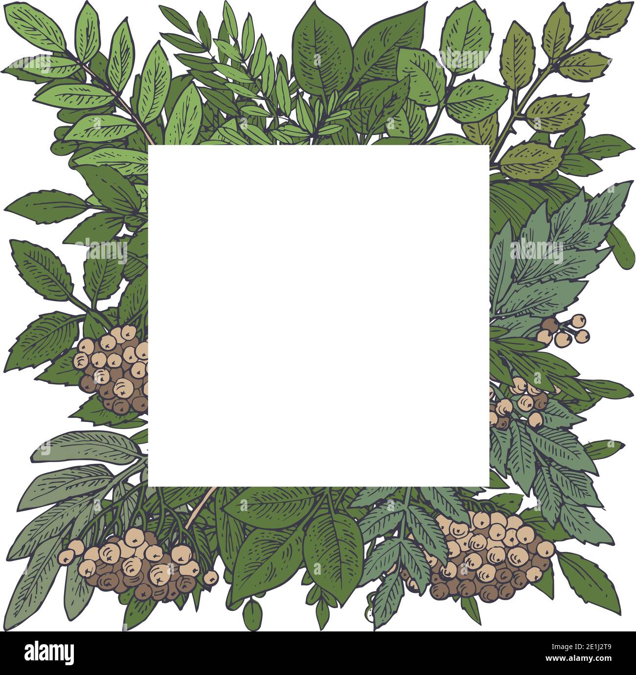 Branches and fruits of mountain ash. Frame. Background illustration ...