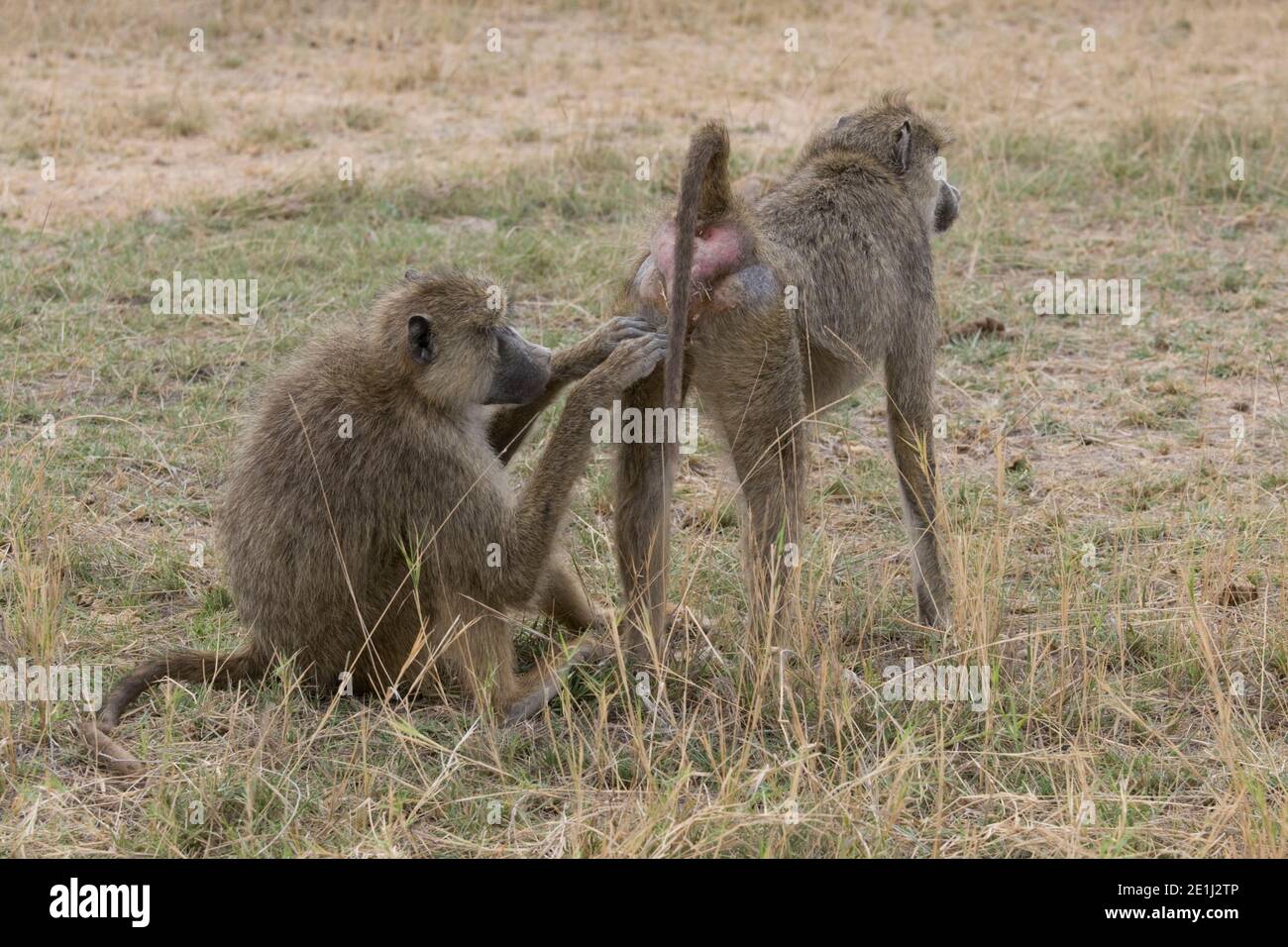 Baboons amboseli hi-res stock photography and images - Alamy