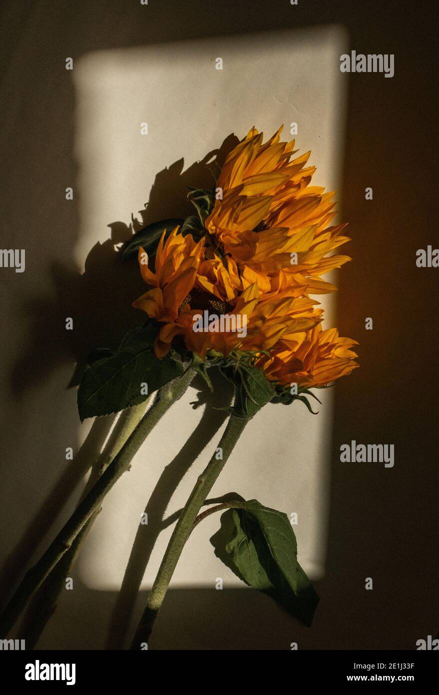 Sunflowers in window hi-res stock photography and images - Alamy