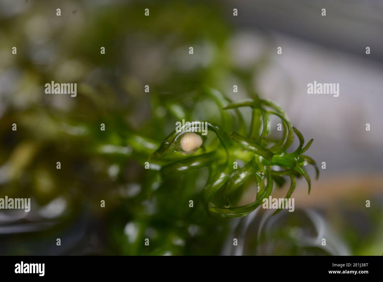 Newt Egg High Resolution Stock Photography and Images - Alamy