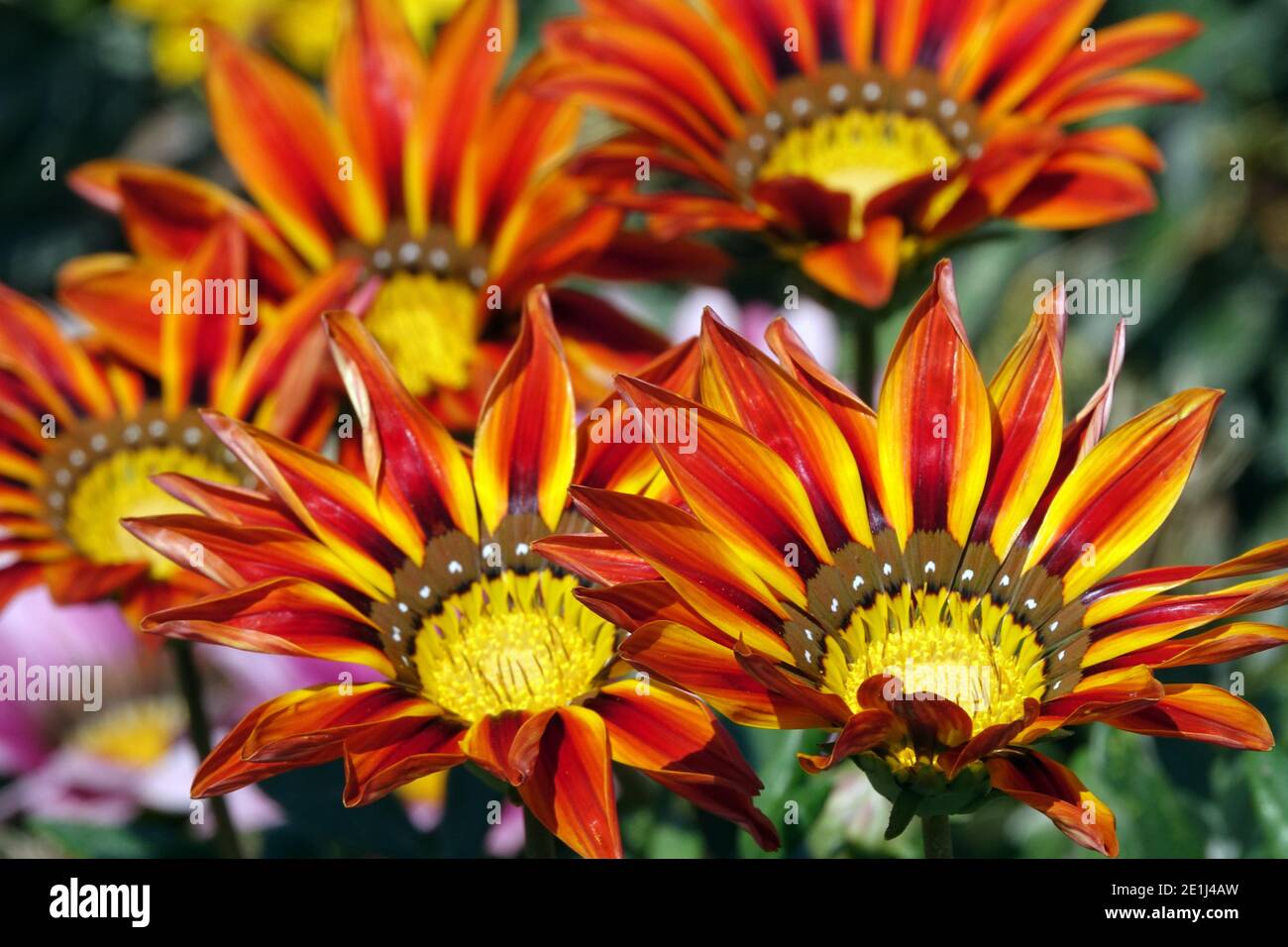 Gazania rigens flowers Stock Photo - Alamy