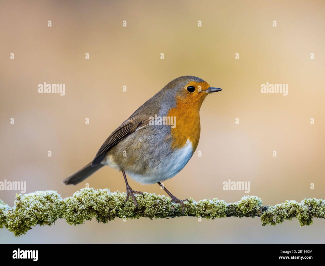 Robin winters hi-res stock photography and images - Alamy