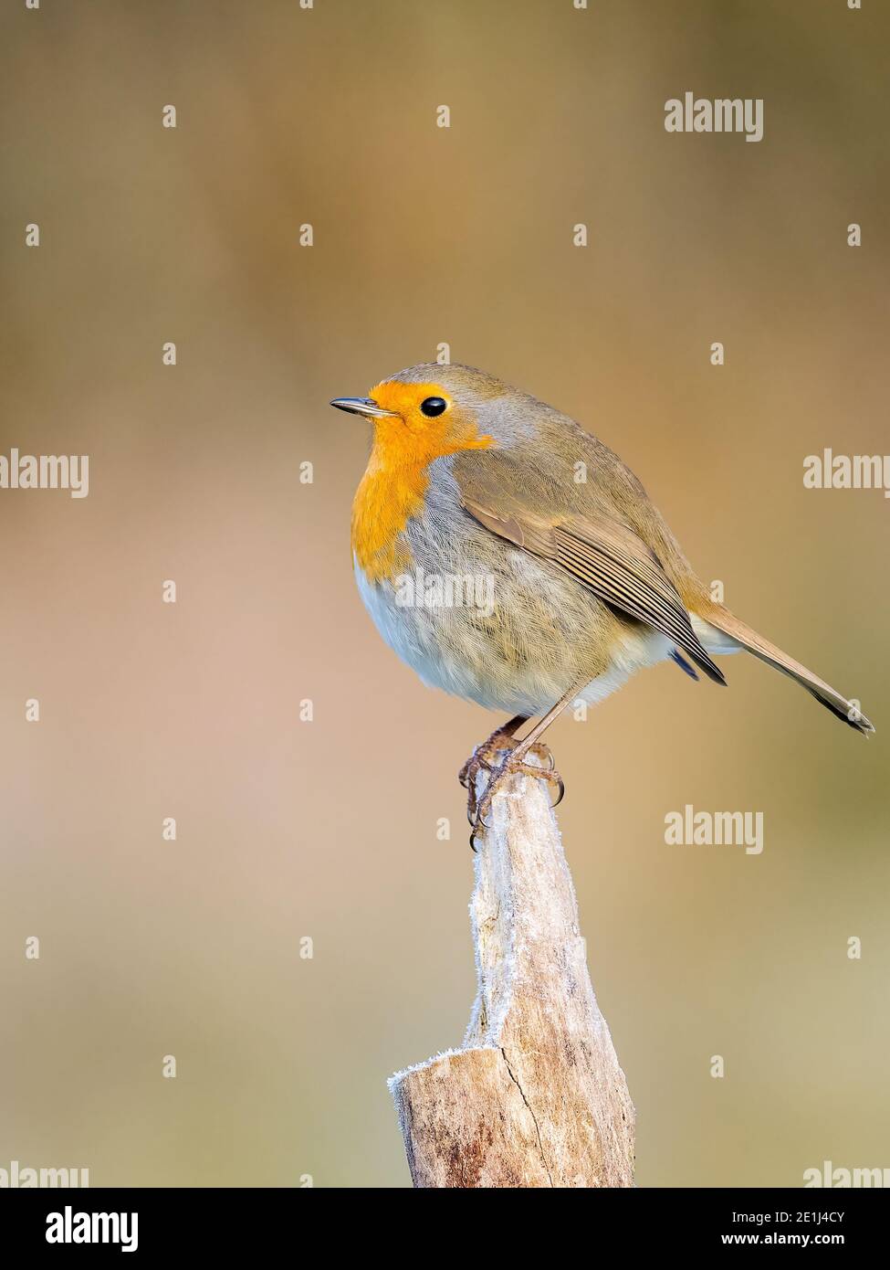 Robin winters hi-res stock photography and images - Alamy