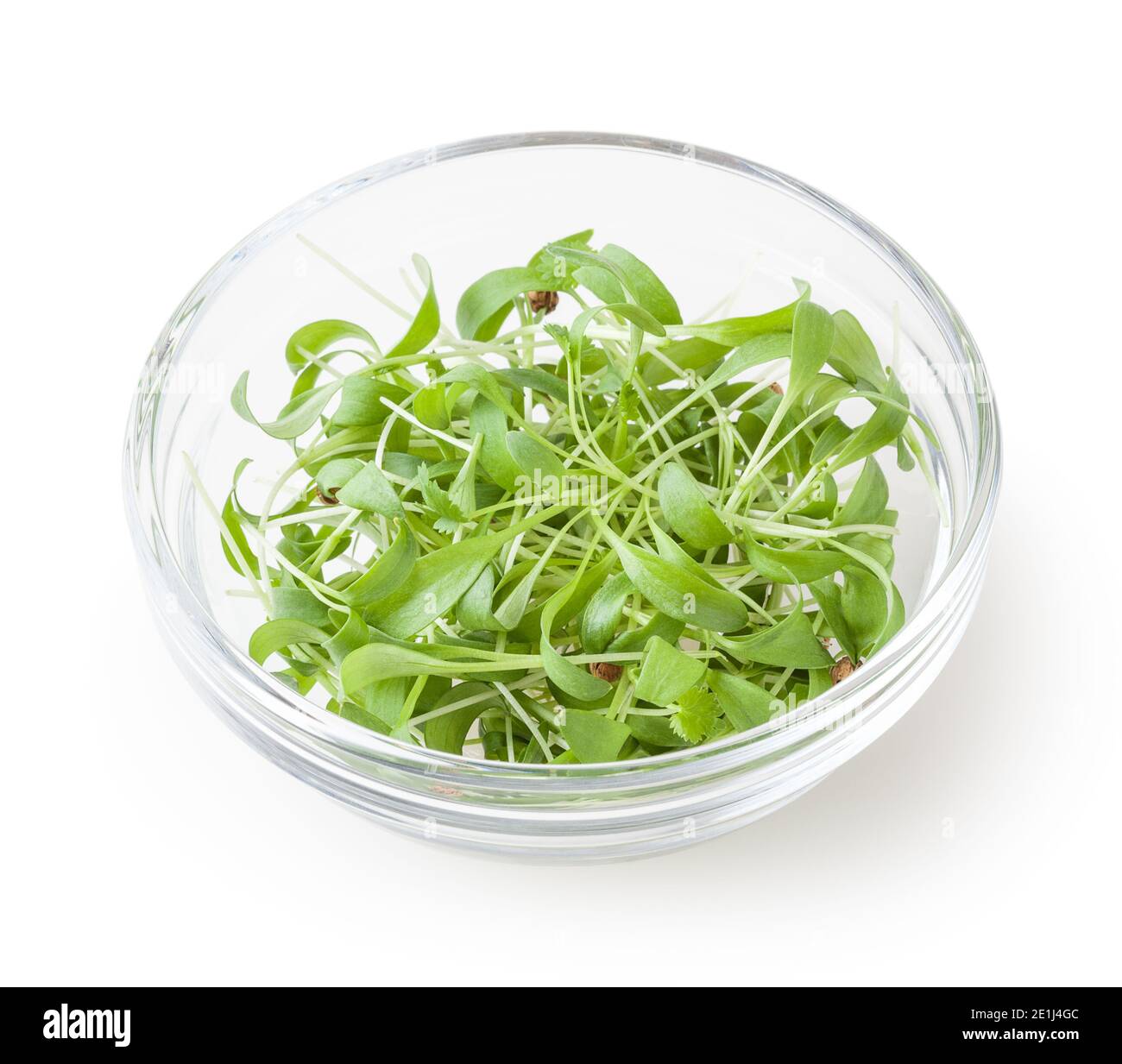 Coriander growing Cut Out Stock Images & Pictures - Alamy