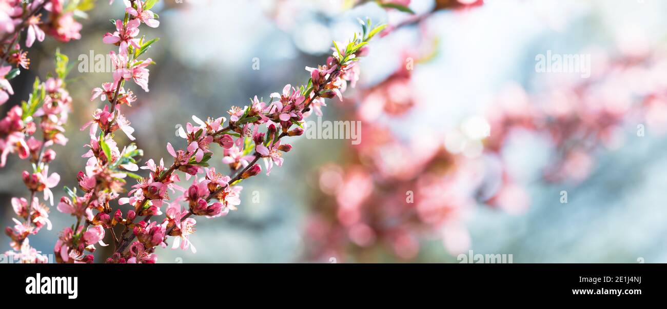 Blooming almond tree. Pink flowers on a tree. Spring background Stock ...