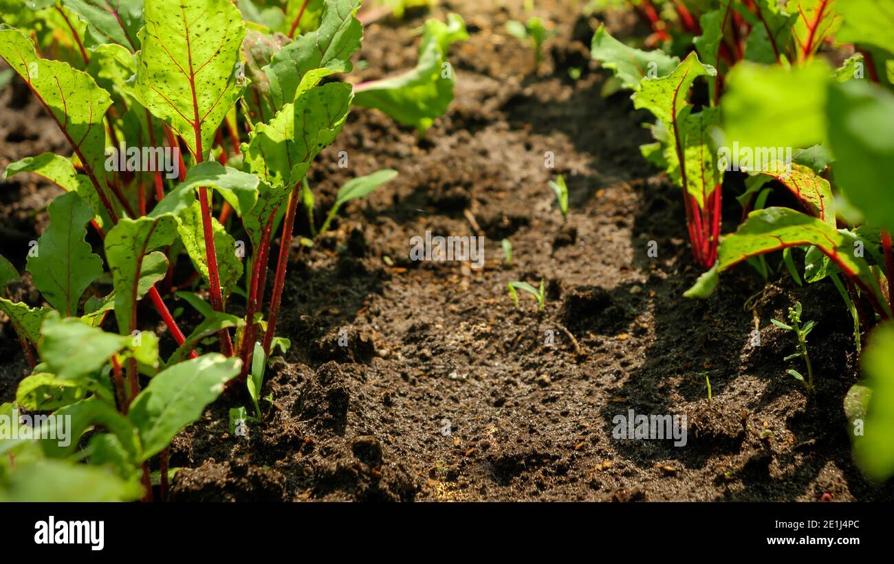 Macro photo of organic vegetables growing in straight rows on garden ...