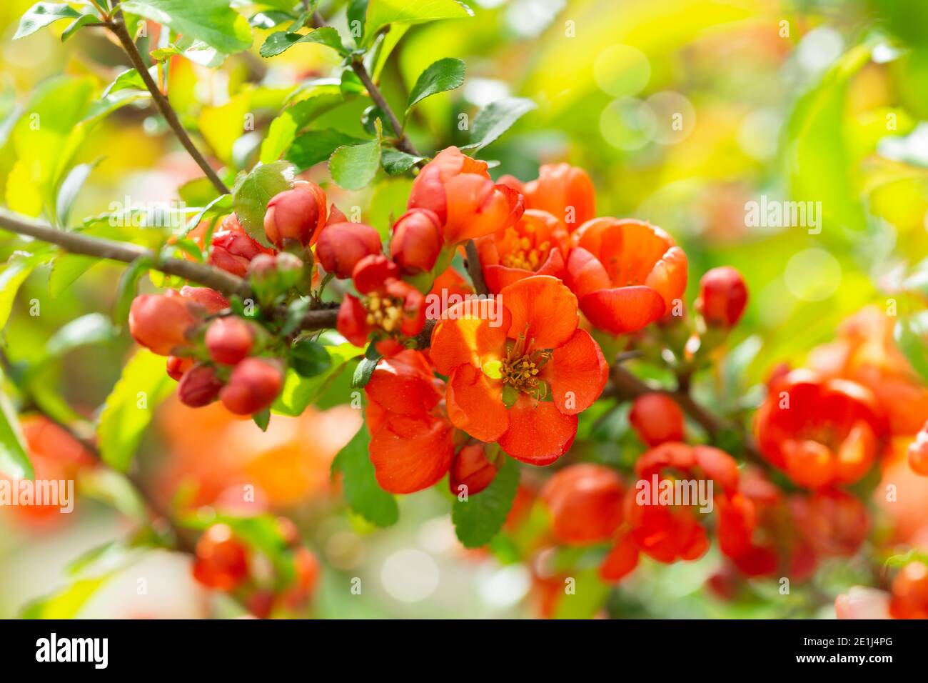 Blooming quince bush with orange flowers. Spring background Stock Photo ...